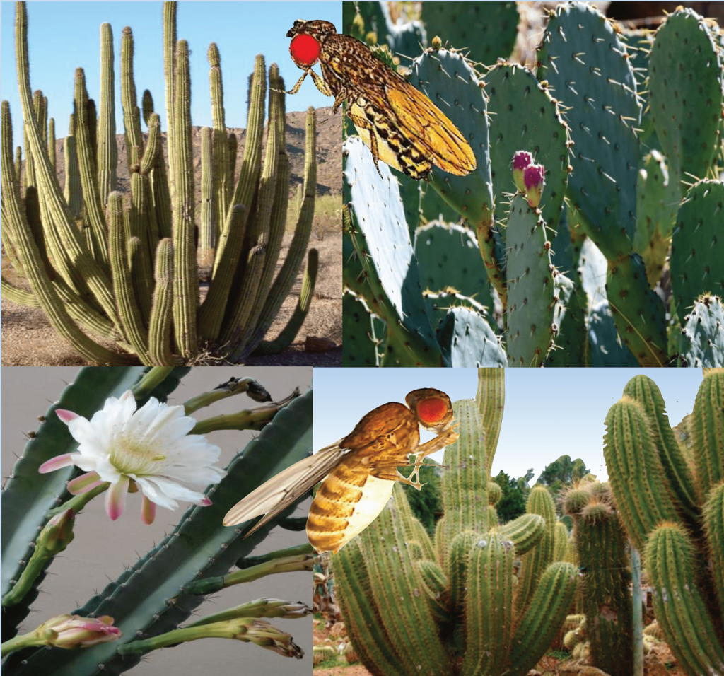 In a naturally-replicated experiment, cacti and flies stick together ...