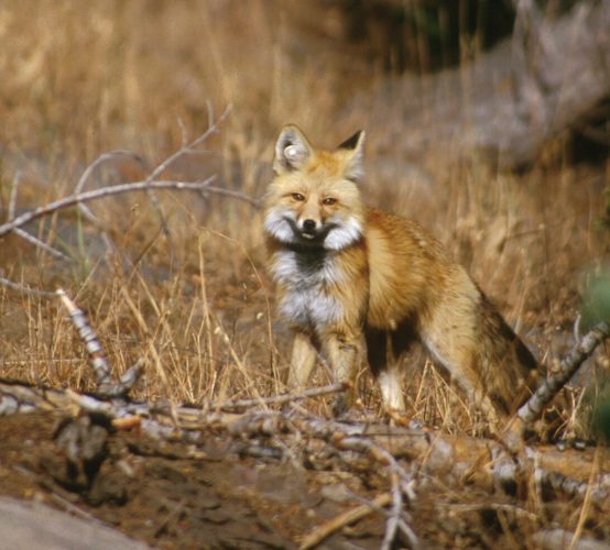 A tale of two foxes: The genetic story of the Sierra Nevada red fox ...