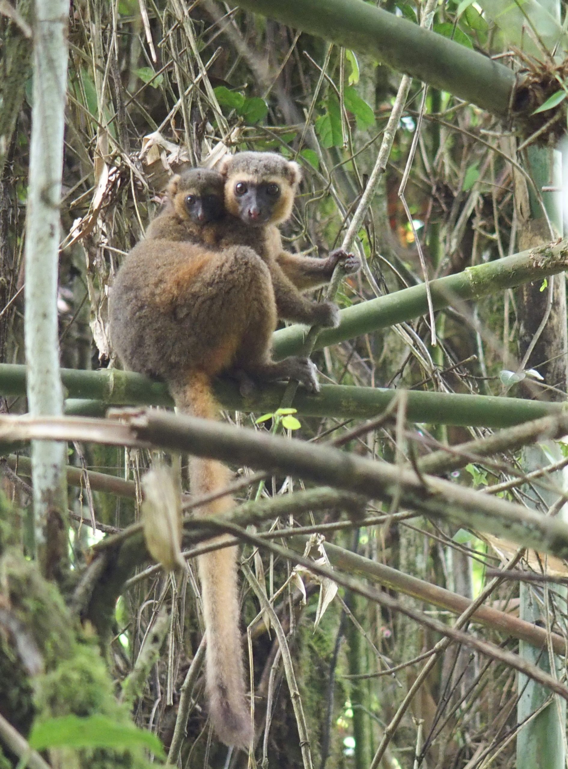 Surviving Cyanide – Part One – AGA Blog