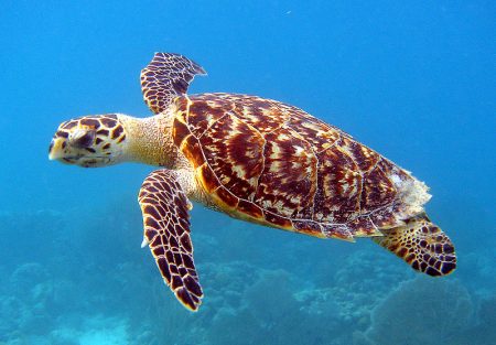 Hybrid detection in a sea turtle hybridization hotspot in Brazil – AGA Blog