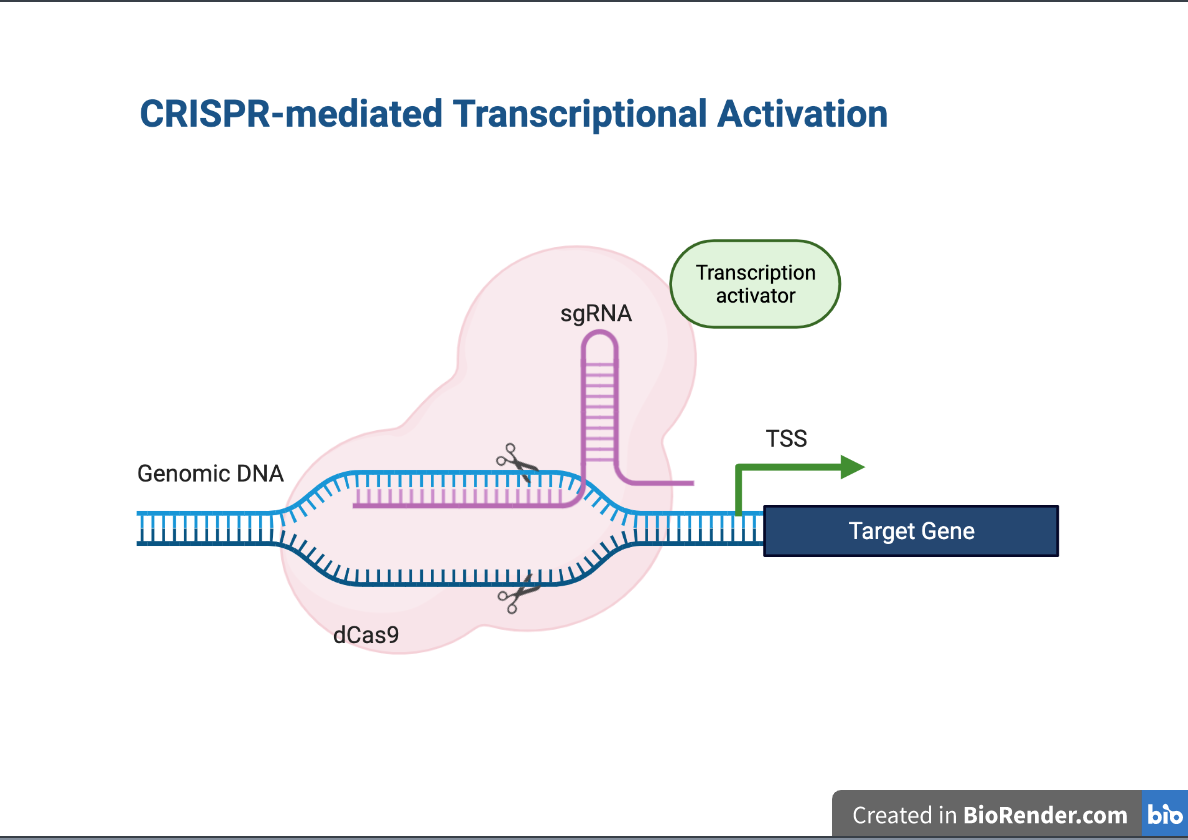 No Hair Dye? No Problem: How CRISPER/Cas 9 alters fur color – AGA Blog