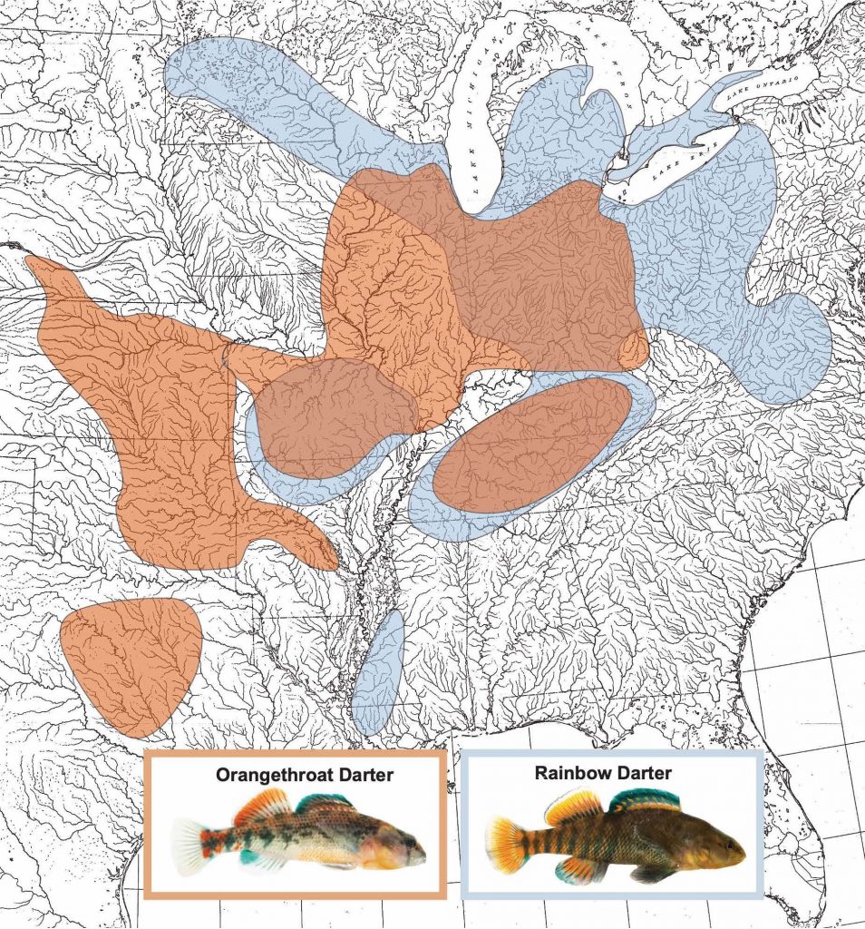 EECG Embarkation: Investigating the genomic architecture of speciation ...