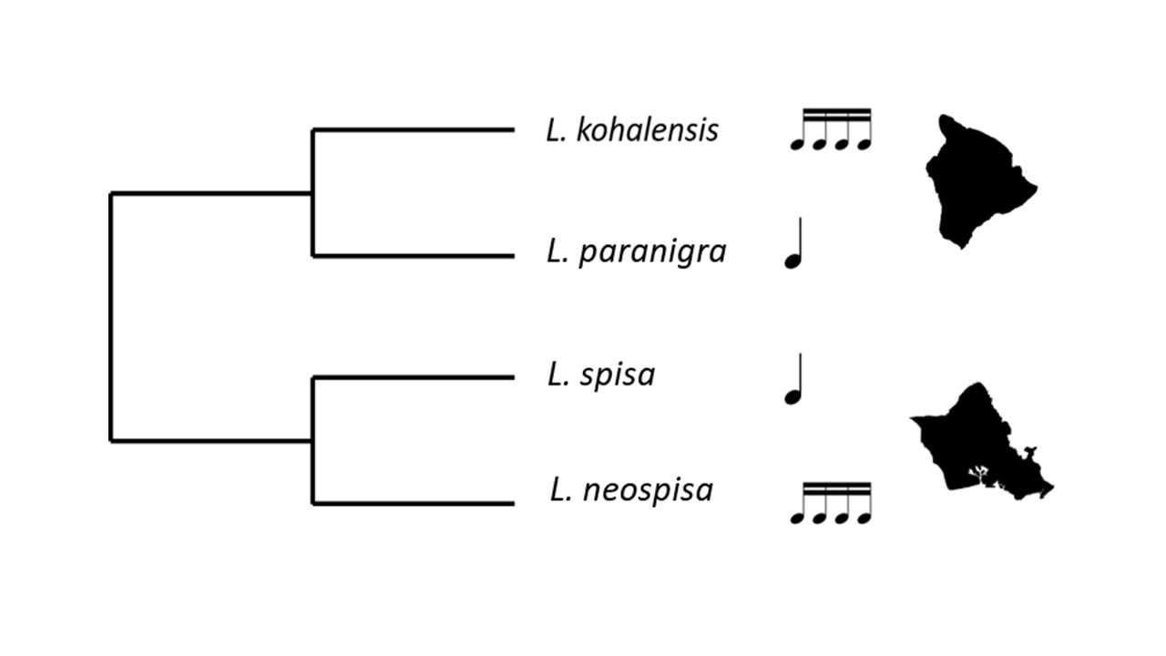EECG Embarkation: Listening to the Laupala – AGA Blog