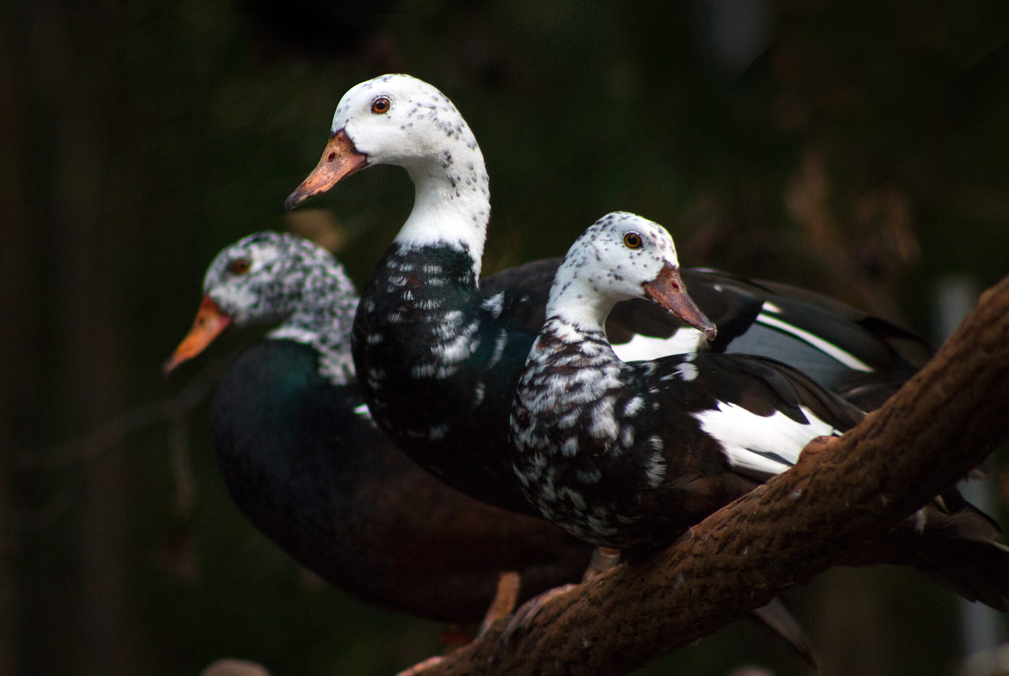 EECG Embarkation: Do endangered and sick ducks have lower diversity in ...