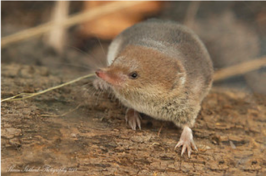 EECG Embarkation: Genetics of a unique wintering strategy in Sorex ...