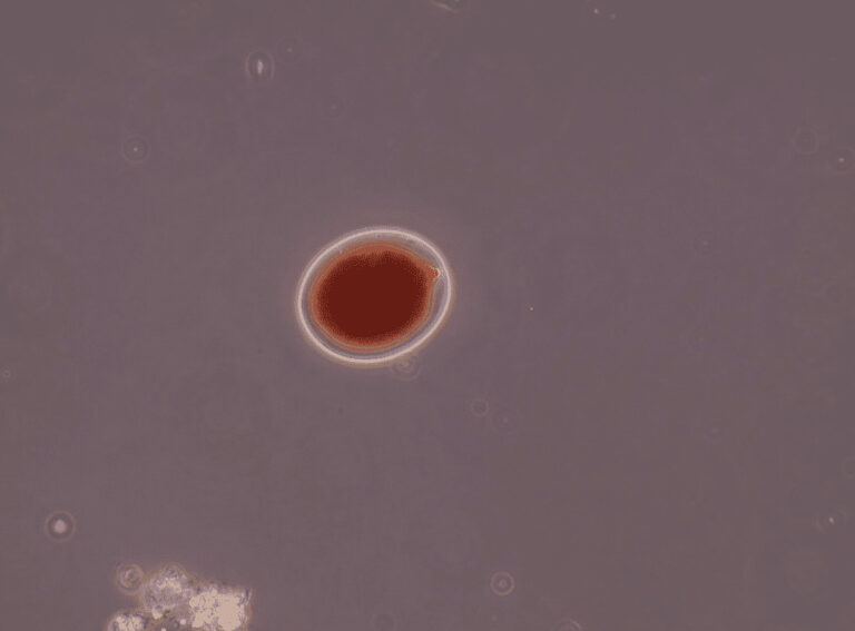 From the Field: Snow Algal Science – AGA Blog