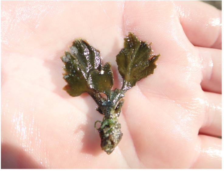 A walk on the beach, or an opportunity for great discovery? – AGA Blog