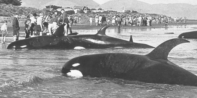 Unlocking the Secrets of the Type D Killer Whale – AGA Blog