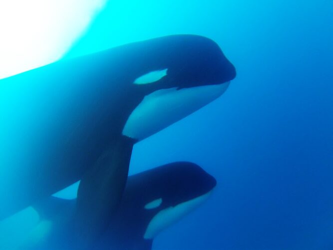 Unlocking the Secrets of the Type D Killer Whale – AGA Blog