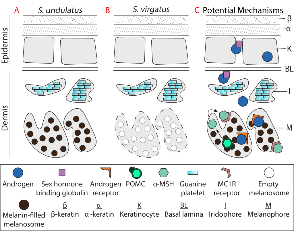 EECG Epilogue: Species differences in hormonally mediated gene ...