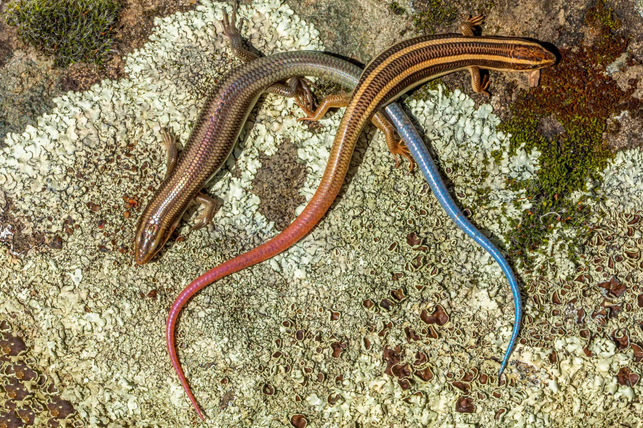 EECG Embarkation: How a California Skink Could Unlock the Secrets of ...