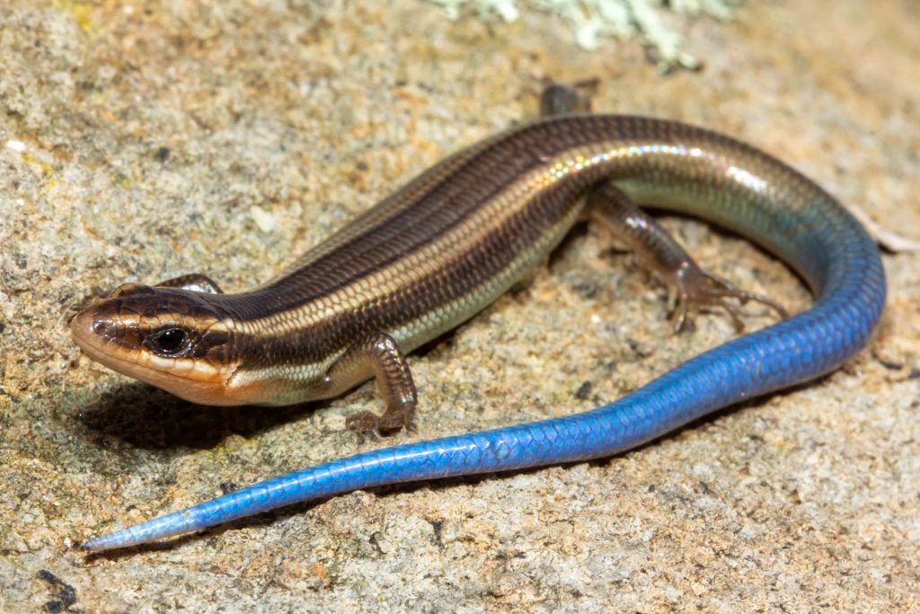 EECG Embarkation: How a California Skink Could Unlock the Secrets of ...